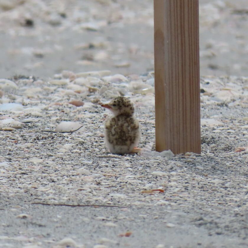 SCCF shorebird team shares guide to aging chicks - SANIBEL-CAPTIVA ...